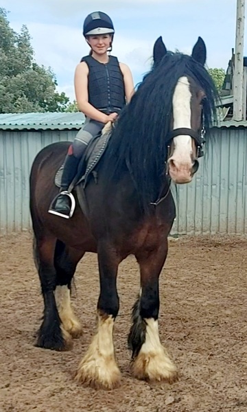 Well bred handsome shire gelding For Sale in Norfolk, Eastern