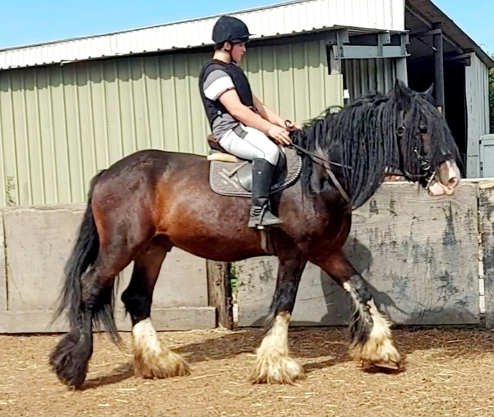 Well bred handsome shire gelding For Sale in Norfolk, Eastern