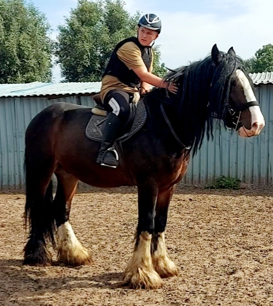Well bred handsome shire gelding For Sale in Norfolk, Eastern