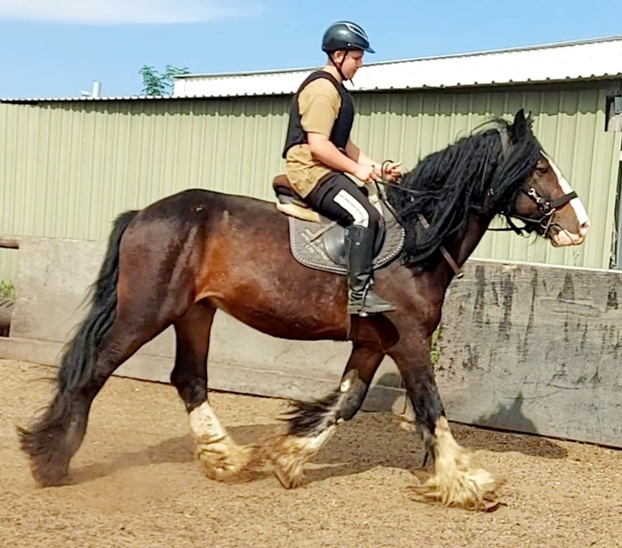 Well bred handsome shire gelding For Sale in Norfolk, Eastern