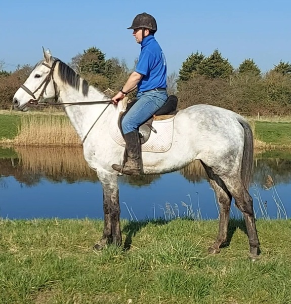 Quality grey Irish thoroughbred gelding For Sale in Norfolk, Eastern
