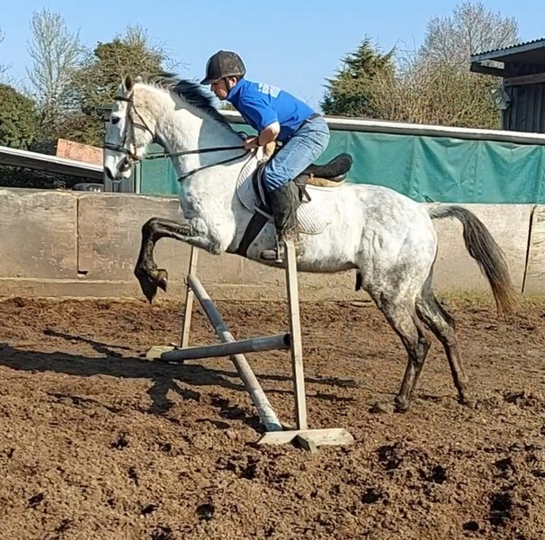 Quality grey Irish thoroughbred gelding For Sale in Norfolk, Eastern