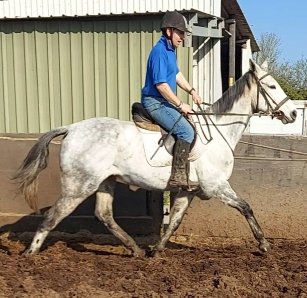 Quality grey Irish thoroughbred gelding For Sale in Norfolk, Eastern