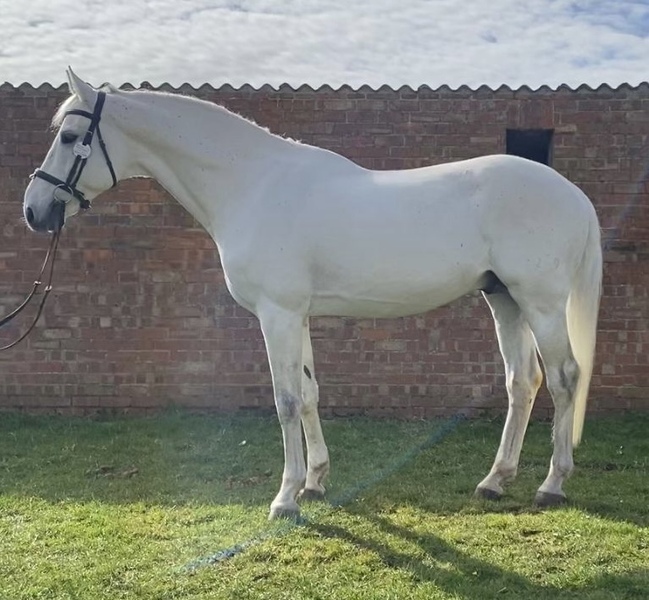 *CALLE CAAL* Showjumping Stallion | Horsemart