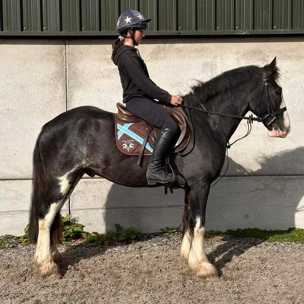 Flash 15.1 Irish Black cob 2019 Gelding For Sale in Leicestershire ...