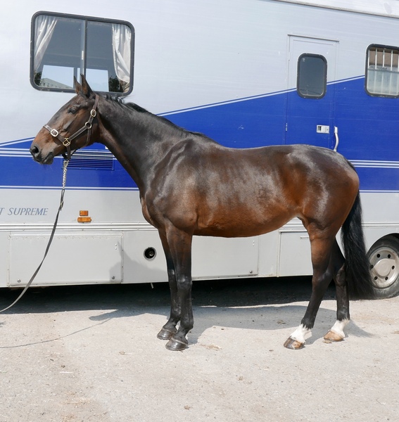 Quality allrounder/RC type | Horsemart