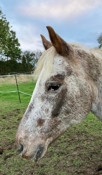 Fudge 14yo 13.3hh Appaloosa x Arab gelding For Sale in Leicestershire, East Midlands
